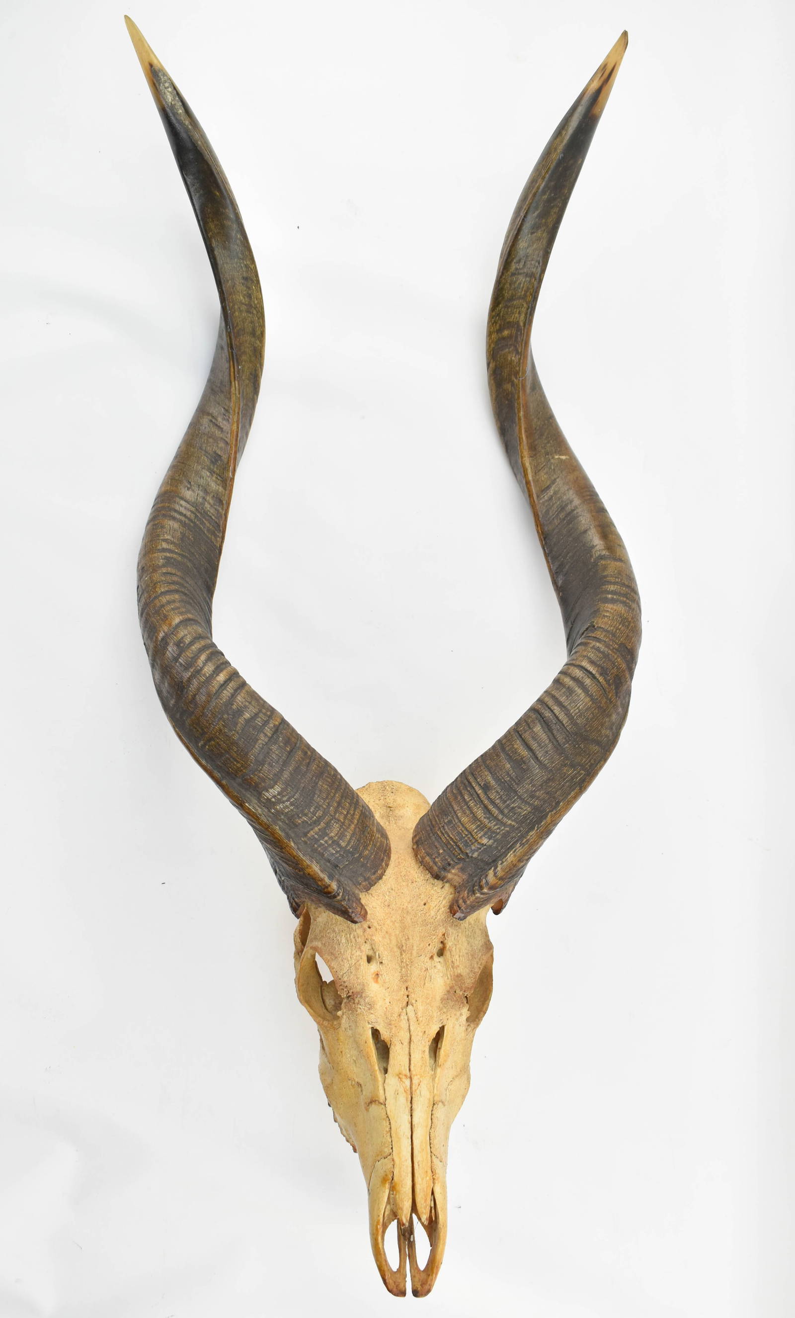 Sitatunga Skull From Gabon, Africa Auction