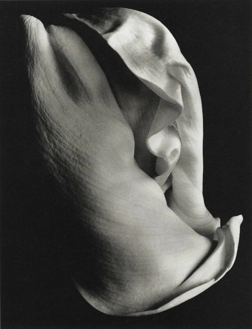 Imogen Cunningham - Calla Bud 3, 1920s Auction