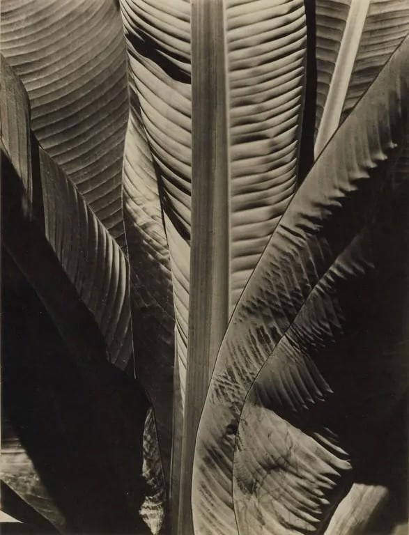 Imogen Cunningham - Banana Plant Auction