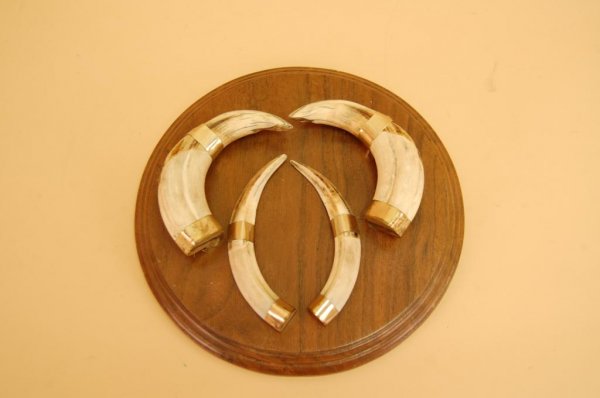 Plaque Mounted 4 Boars Tusks