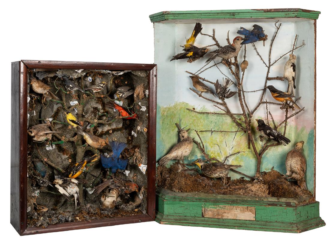 Two Large Victorian-Era Bird Dioramas.