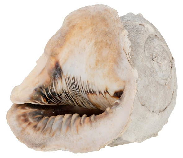 Large Queens Helmet Conch Shell.