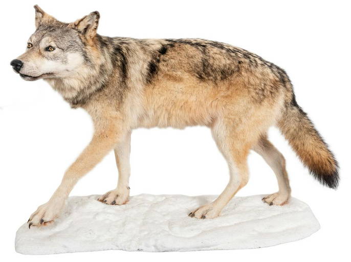 Red Wolf Full Body Taxidermy Mount. On A Snow Like