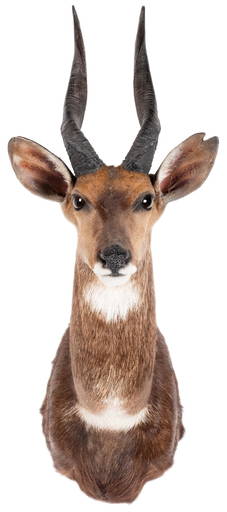 Bushbuck Shoulder Mount Taxidermy. Height 30”.