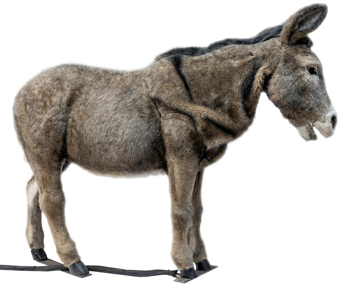 “zeph” The Animatronic Donkey Display. Lifesize Animatronic...