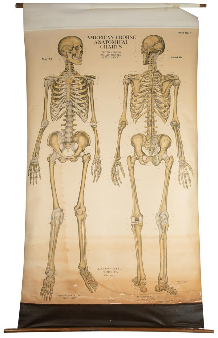 Brodel, Max. American Frohse Anatomical Chart. Plate No. 1.... Auction