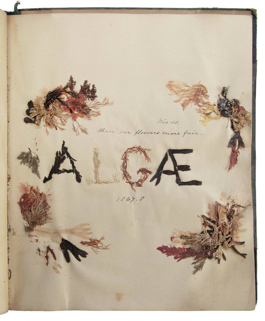 [specimen Album]. A Specimen Album With Samples Of Oceanic ... Auction