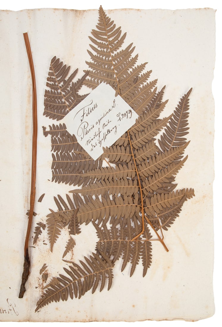 [specimen Album Lichens And Ferns]. I. Pl. Vascular… / Ii...
