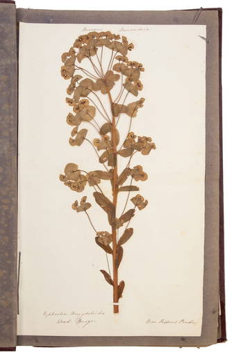 [specimen Album Tall Grasses]. A Specimen Album With Larg...