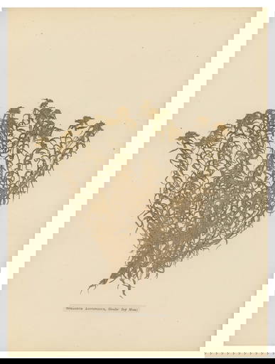 [specimen Albums English Mosses]. Ferns And Mosses Of Der...