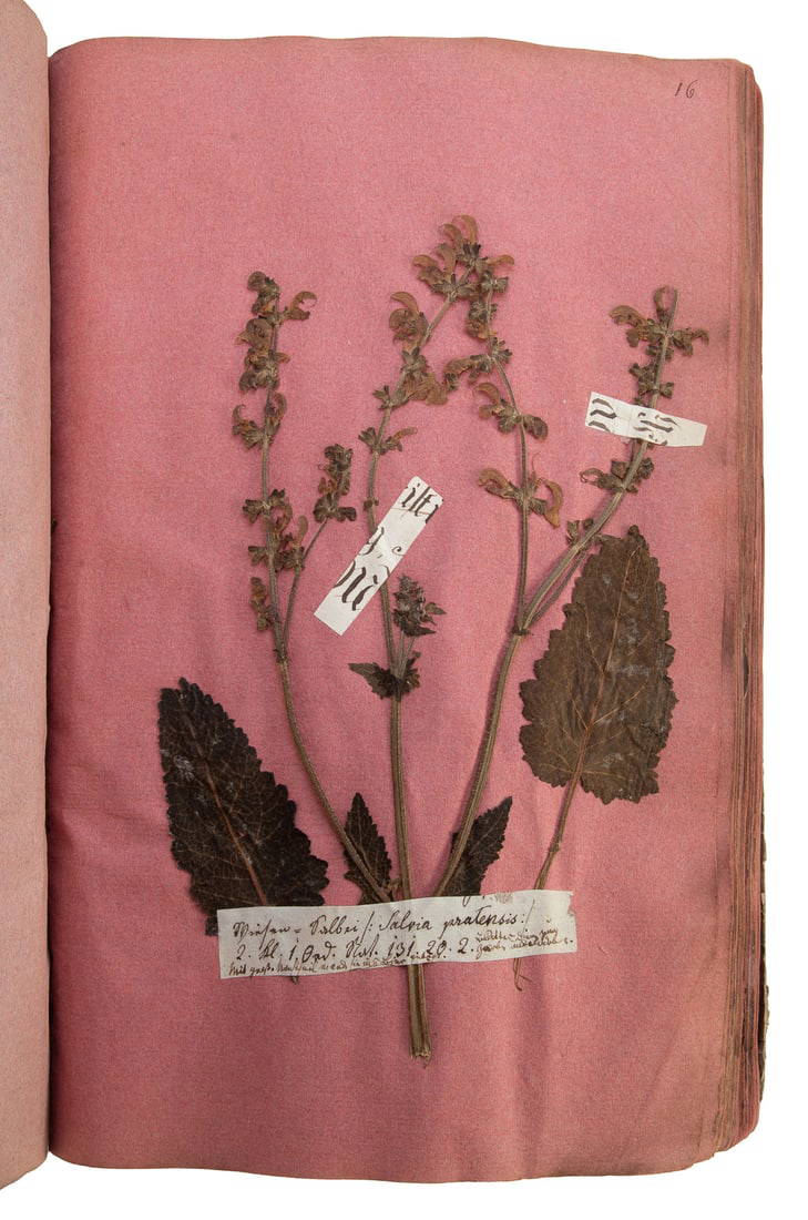 [specimen Album - Herbarium]. An Early Specimen Album With ... Auction