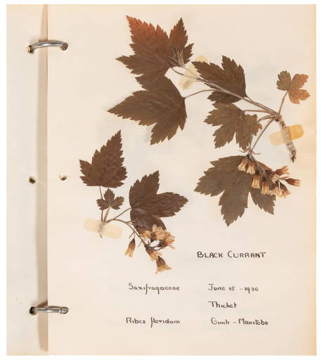 [specimen Albums] A Group Of Twelve Specimen Albums Of Vari...