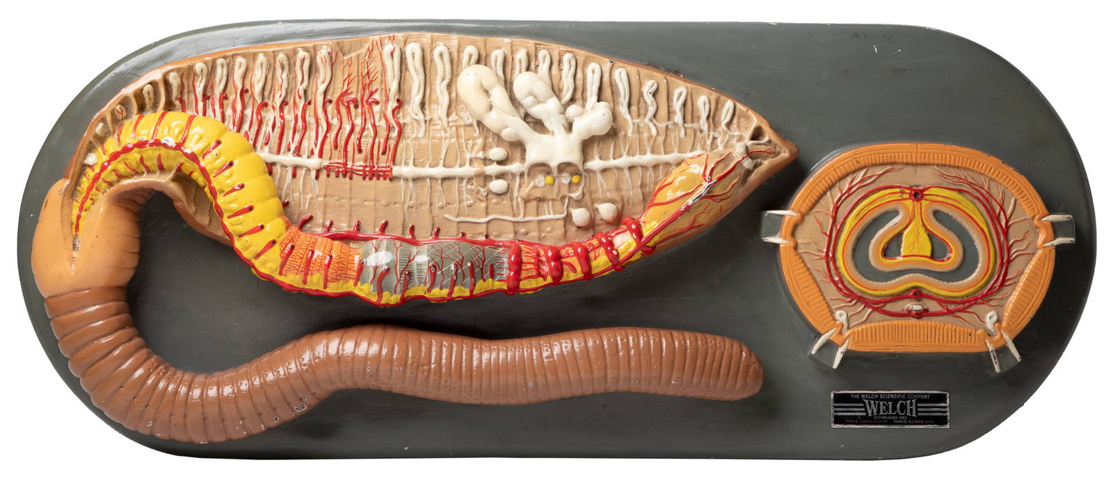 Worm Anatomical Model. Skokie, Il: Welch Scientific Co., Ca... Auction