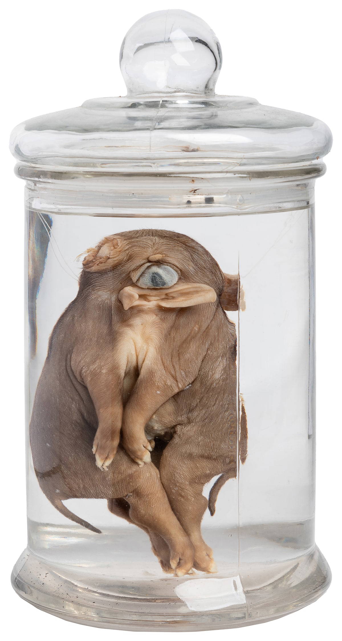 [pickled Punk]. Conjoined Twin Pigs, One Cycloptic. Conjoin... Auction