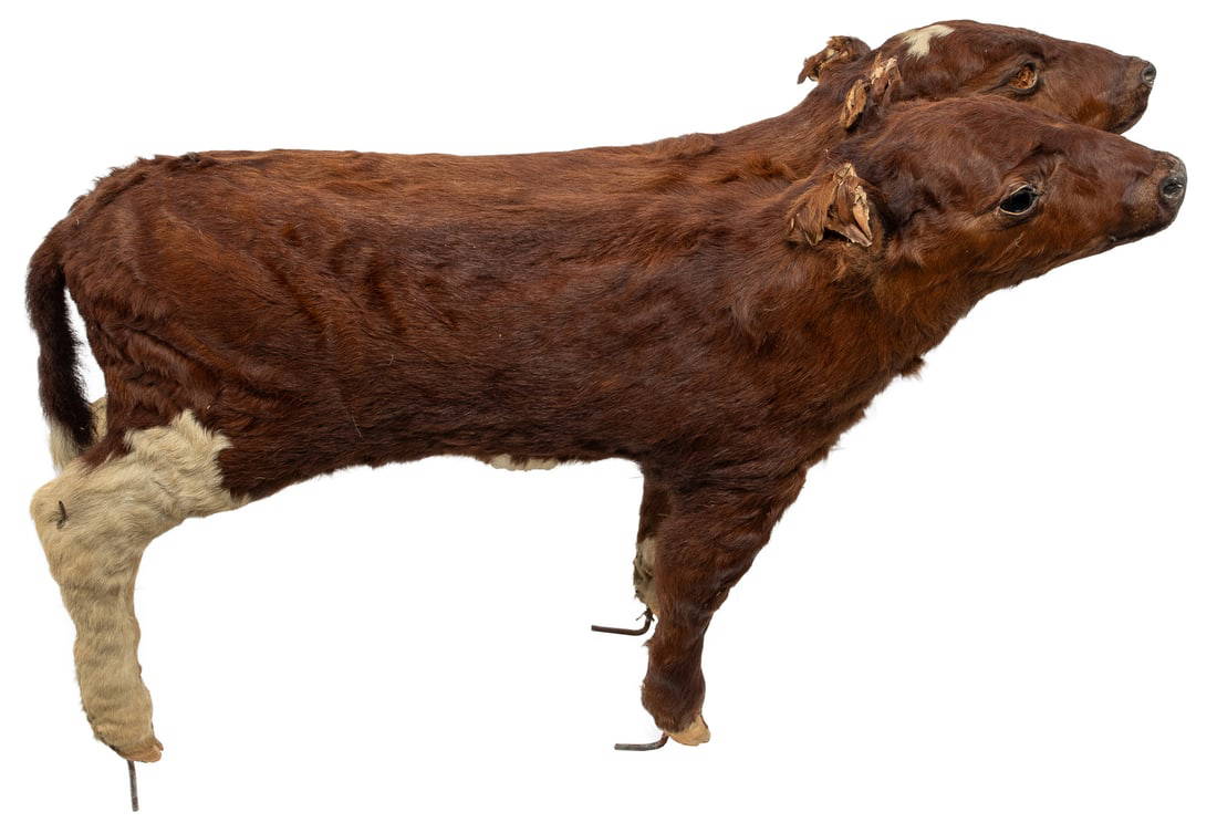 [freak]. Two-headed Calf Taxidermy. 1930s–1940s. Full Size ... Auction