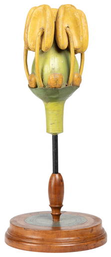 Botanical Model Of Linacee. Florence, Italy, Ca. 1880s. Pai...