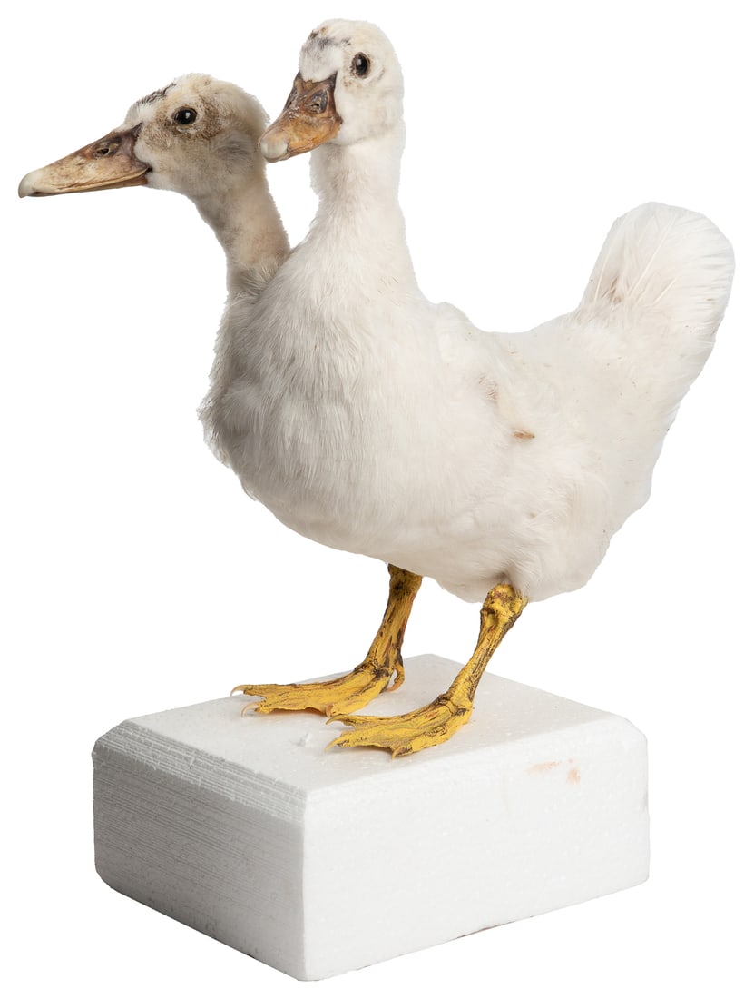 [taxidermy]. Two-headed Duck Sideshow Gaff. Full-body Duck ... Auction