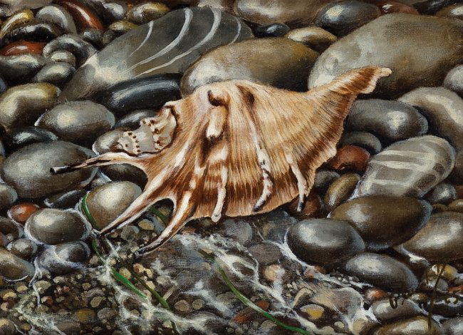 Grouping of (7) original oil paintings of seashells by : Lot 568