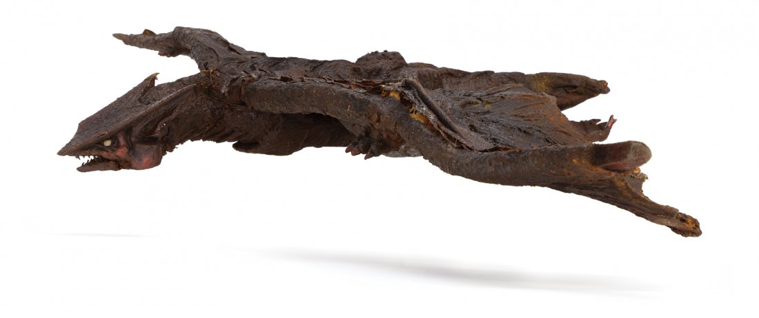 “Gyaos” dragon-like creature prop from Gamera: Guardian