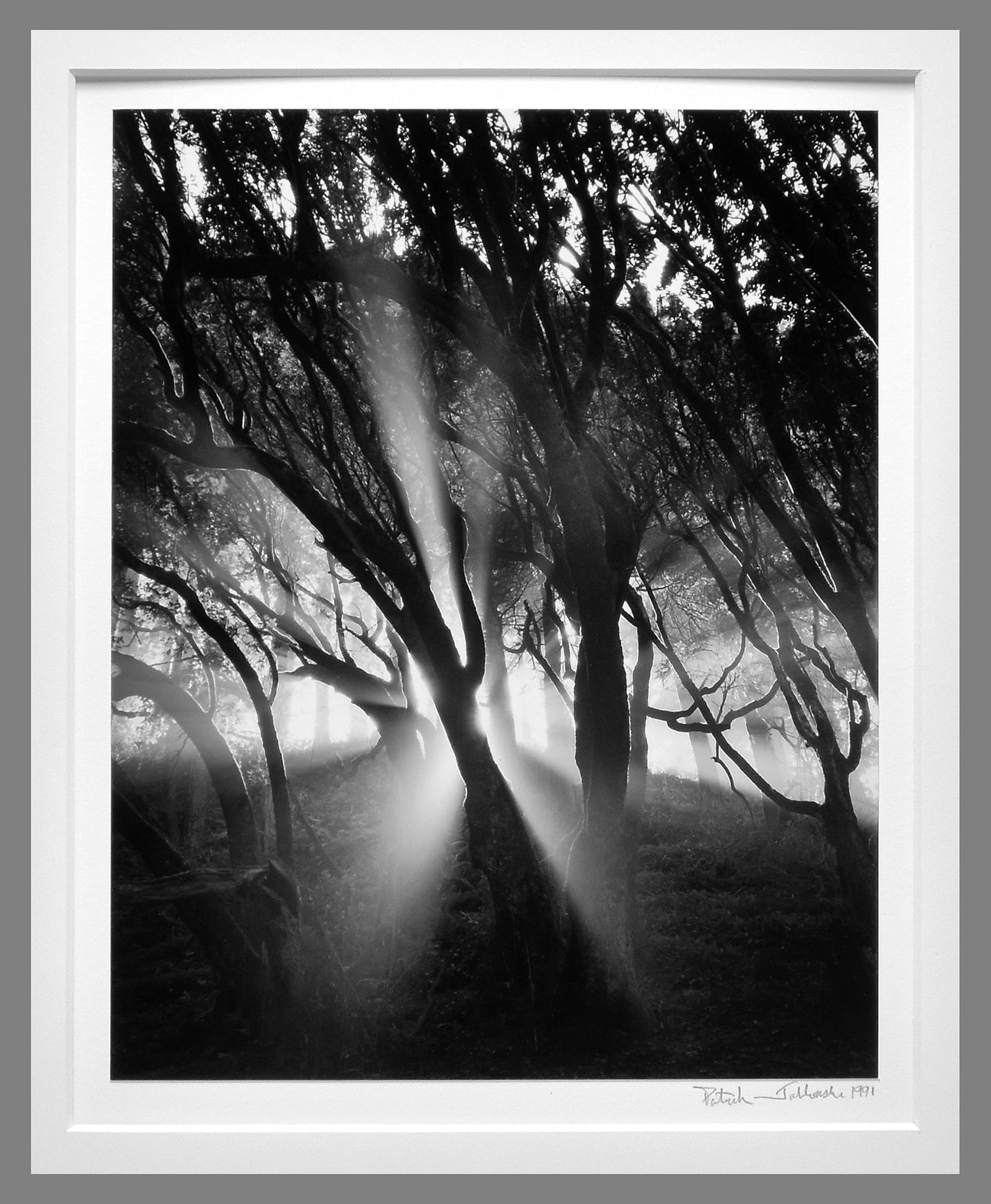 Patrick Jablonski (1963 - ) Signed 1991 Trees, Mist, Sunlight 9.75"x7 ...