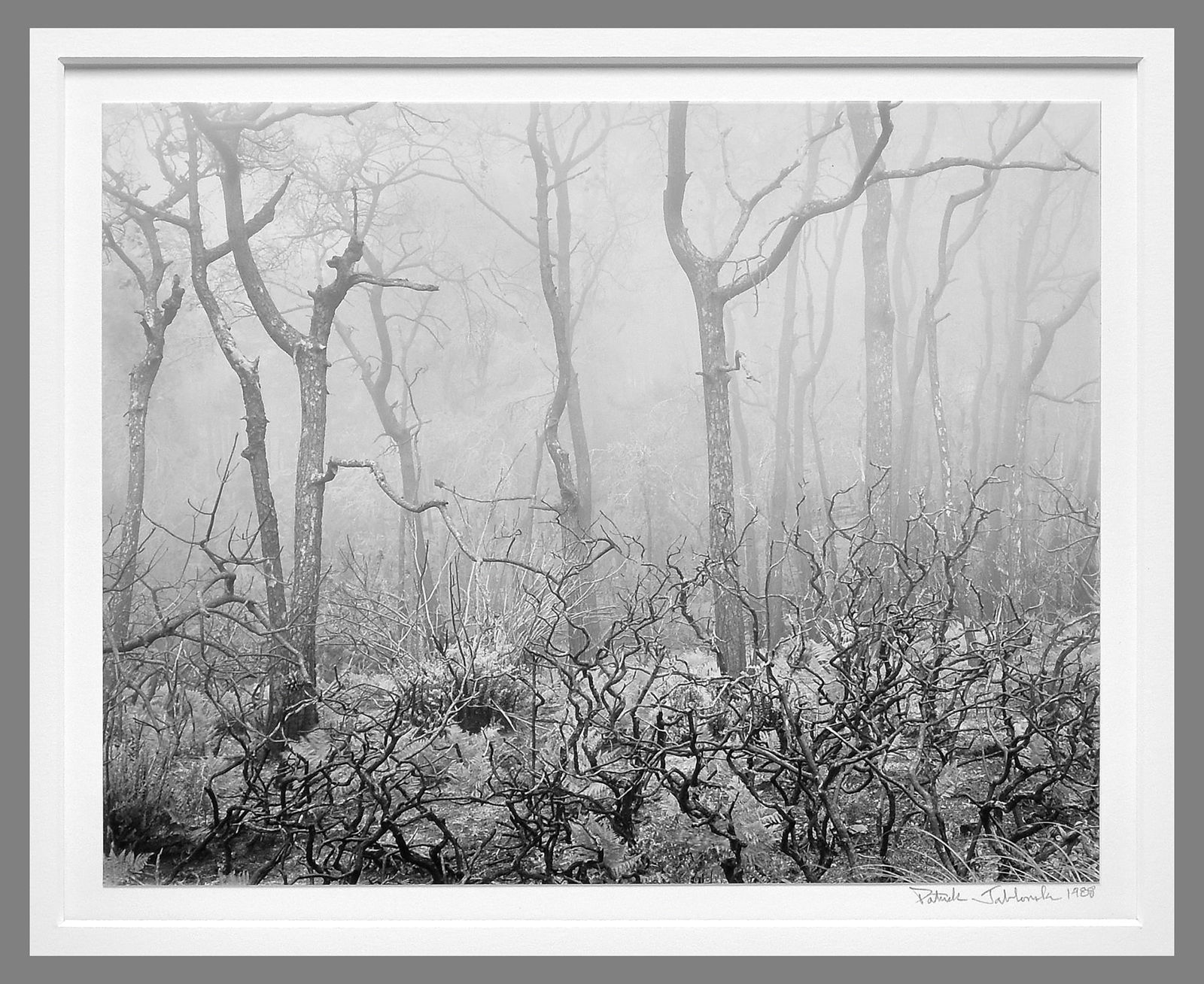 Patrick Jablonski (1963 - ) Signed 1988 Burnt Forest - Fog 8.25"x10 ...