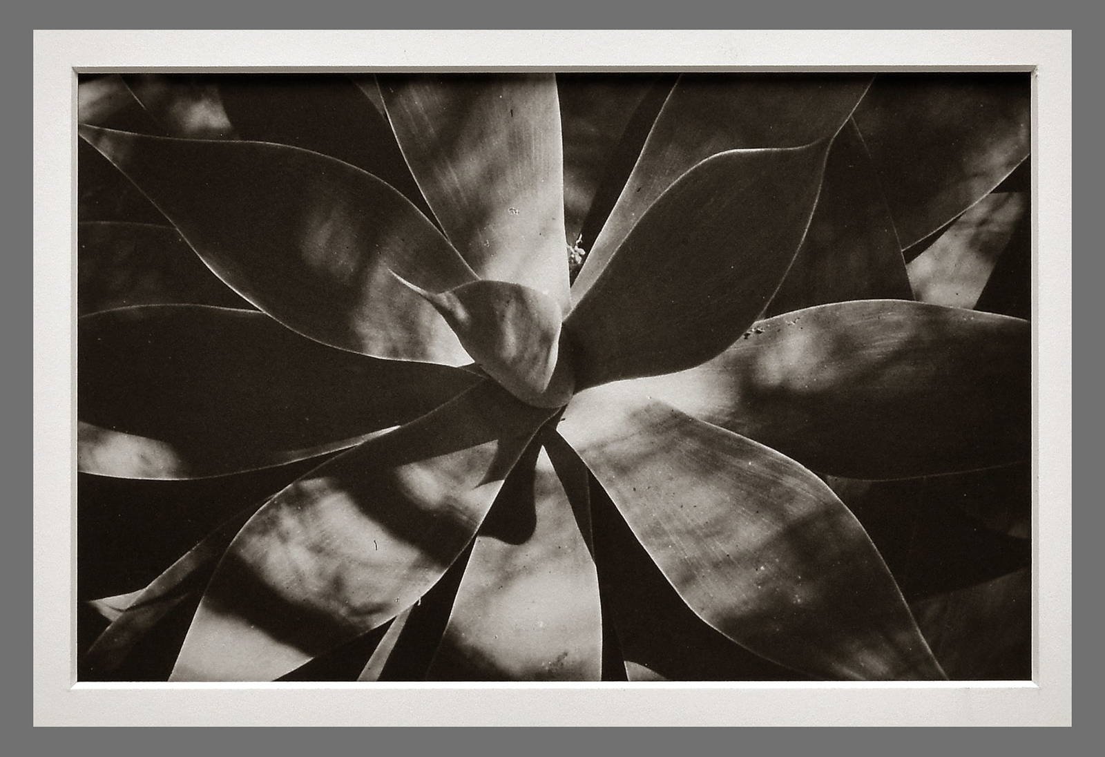 Tom Millea (1944 - 2015) Signed Agave 5"x7" Platinum Photograph ...