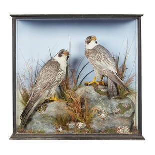 Peregrine Falcons By Ernest Muehlmatt