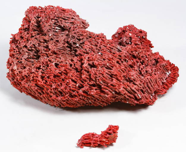 Red Pipe Organ Coral Specimen