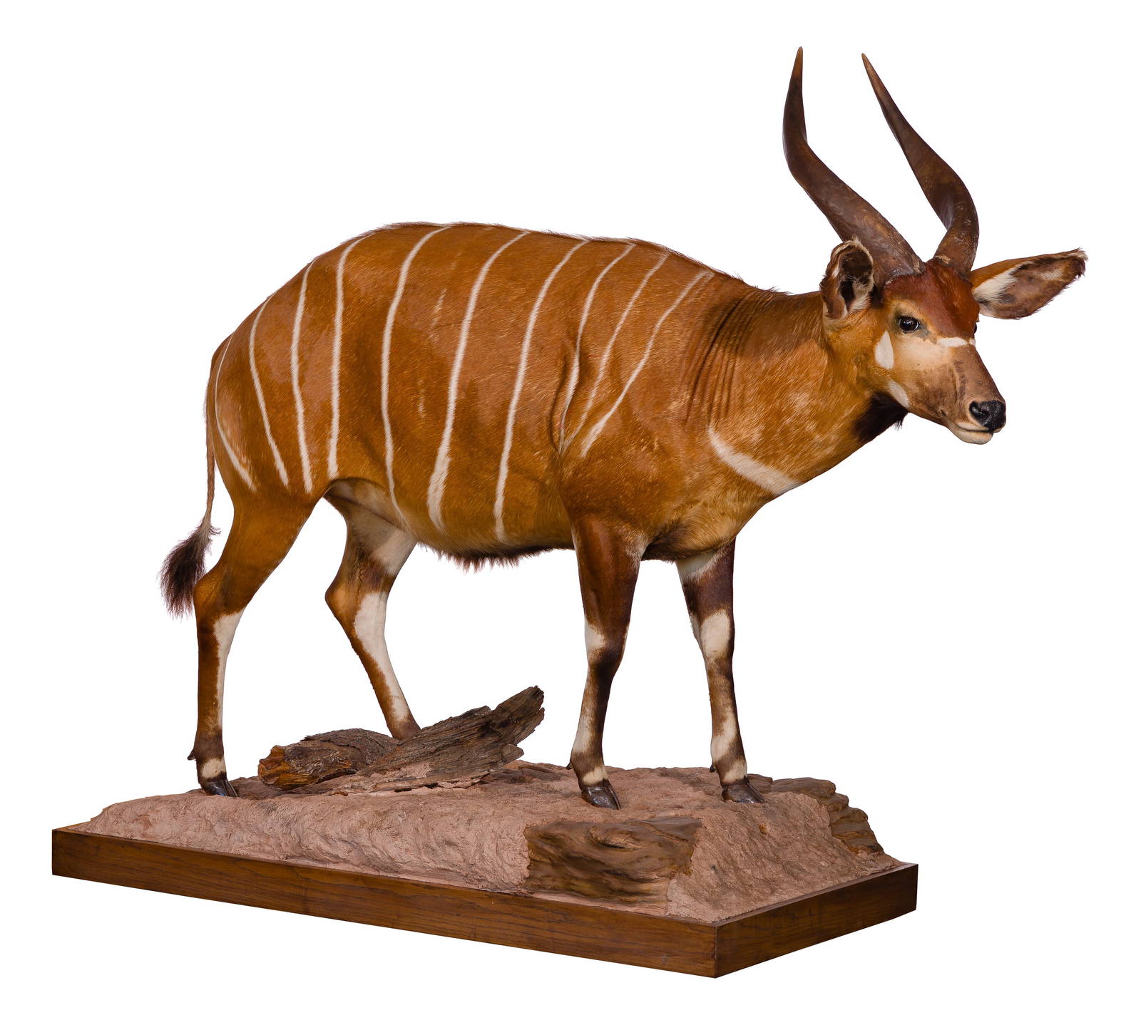 African Bongo Full Mount Taxidermy Auction