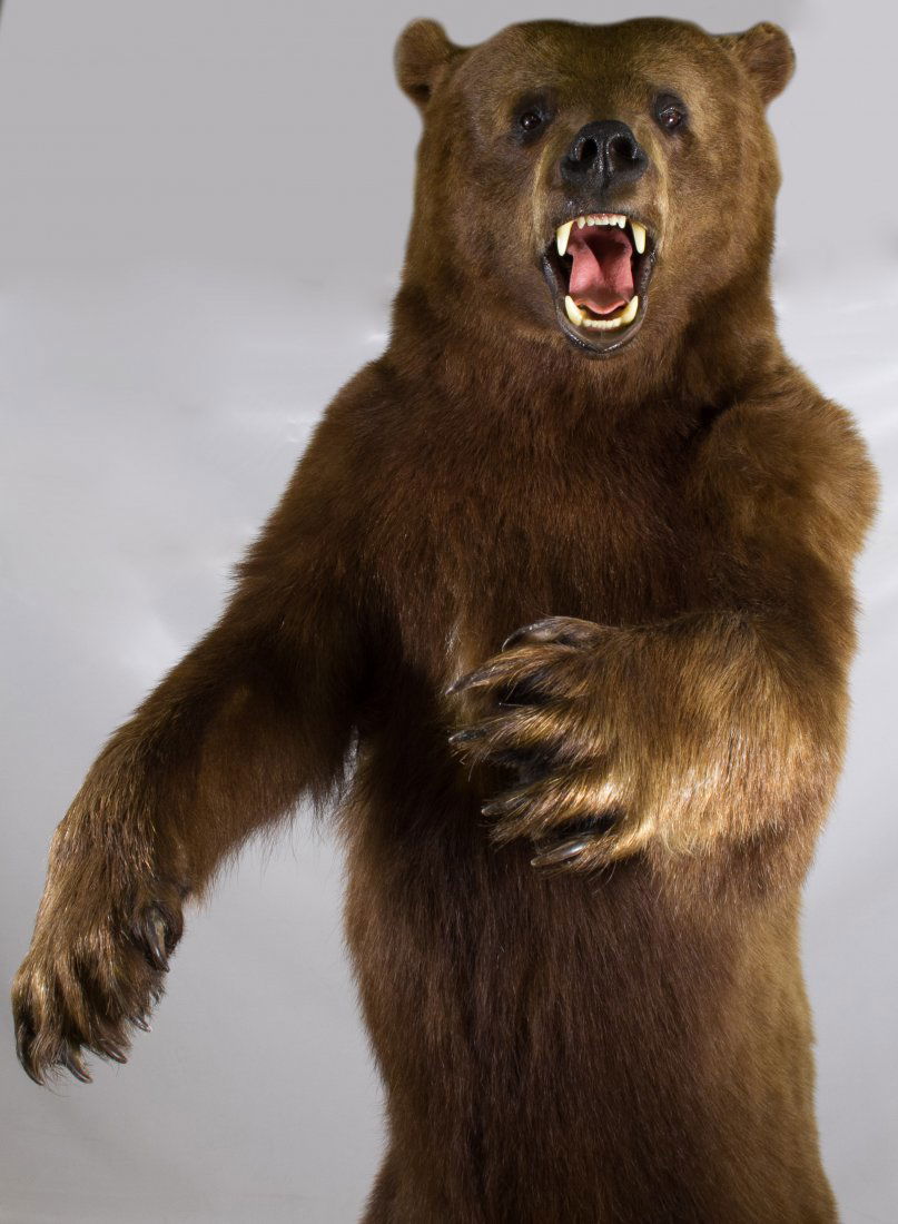 Full Body Mount Standing Brown Bear Taxidermy
