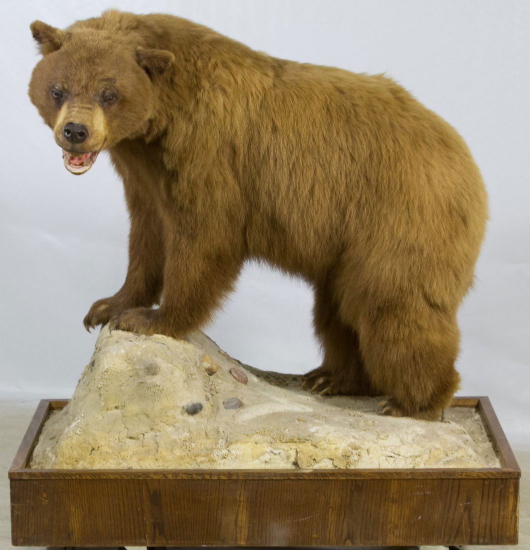 Brown Bear Full Body Mount Taxidermy