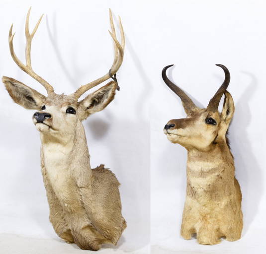 Deer And Antelope Taxidermy Head Mounts
