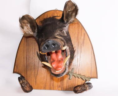 Wild Boar Head Taxidermy Mount