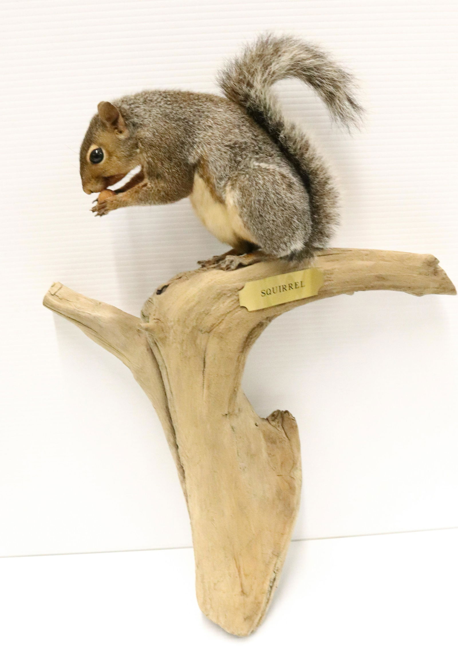 SQUIRREL MOUNT (#0643) on Oct 29, 2022 | Hartzell's Auction Gallery ...