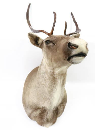 REINDEER MOUNT (#0647) on Oct 29, 2022 | Hartzell's Auction Gallery ...