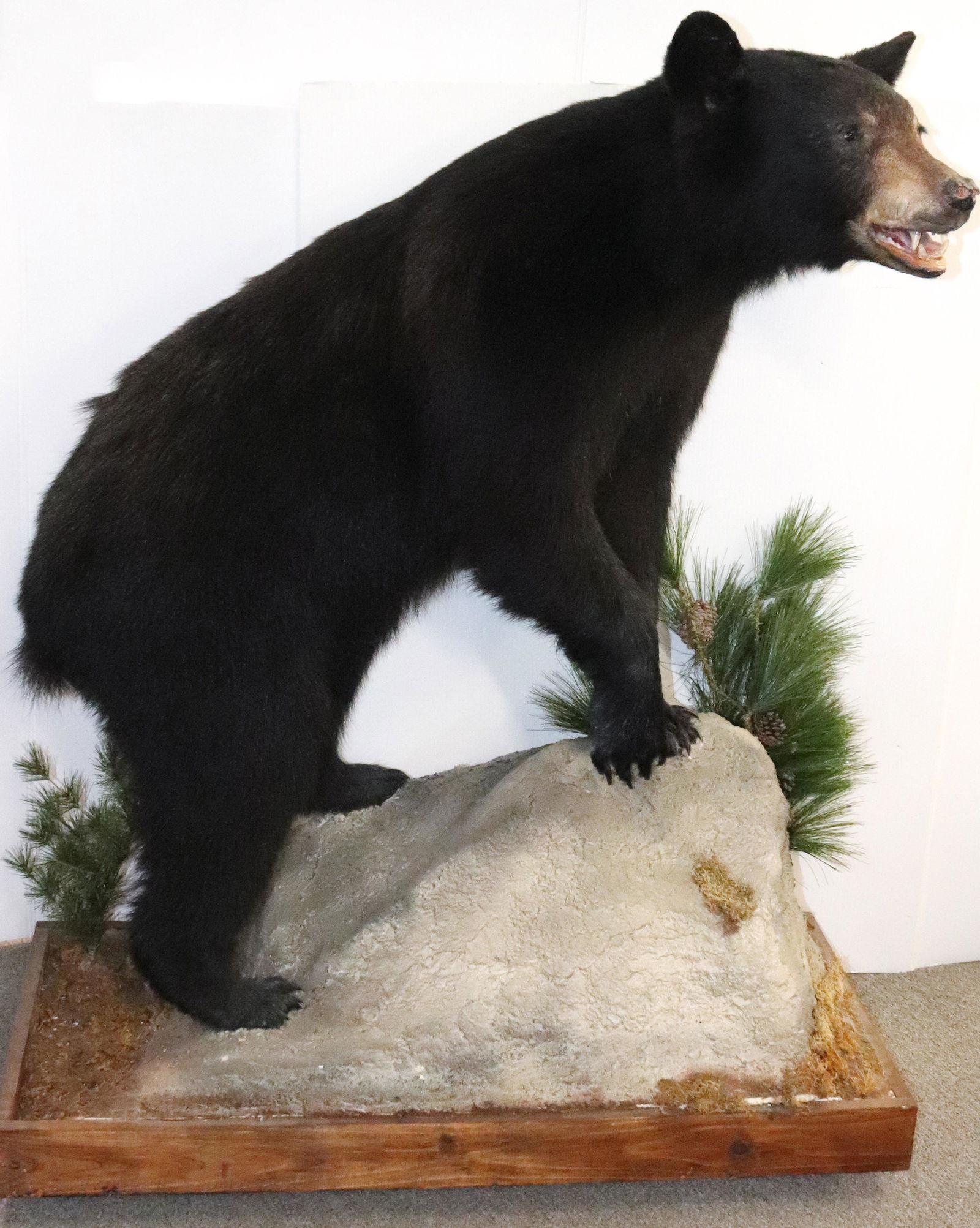 Black Bear Standing Mount