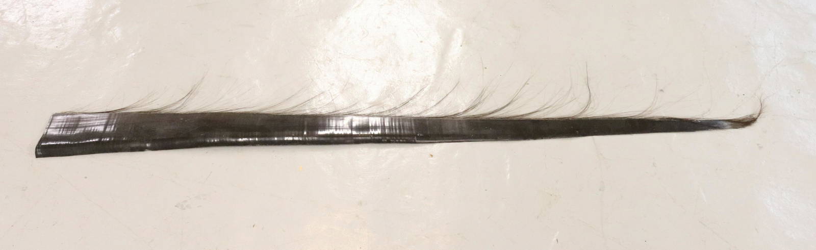 LARGE PIECE OF POLISHED BALEEN (#0192) on Mar 26, 2023 | Hartzell's ...