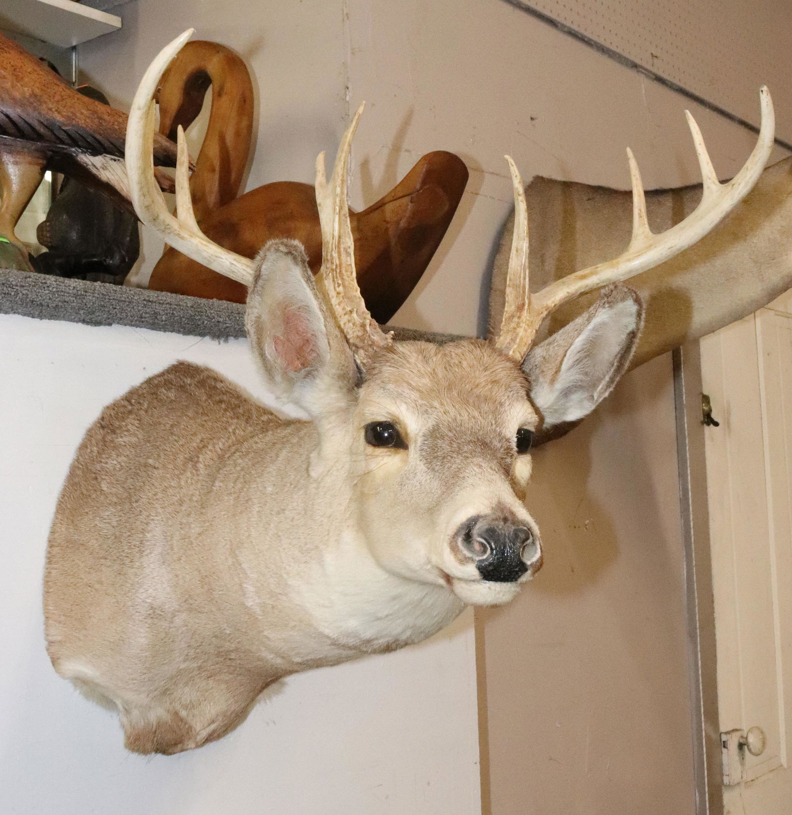 Whitetail Buck Shoulder Mount Auction