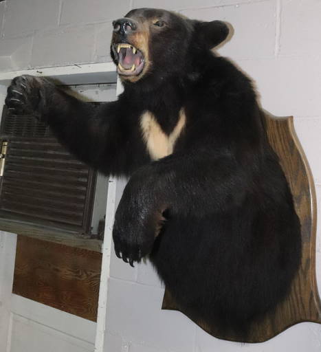 Black Bear Mount