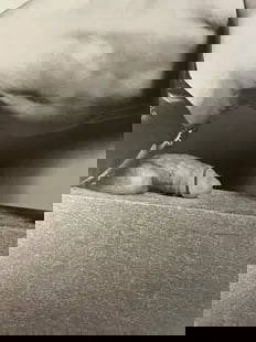 Robert Mapplethorpe "mark Stevens, 1976" Print Auction