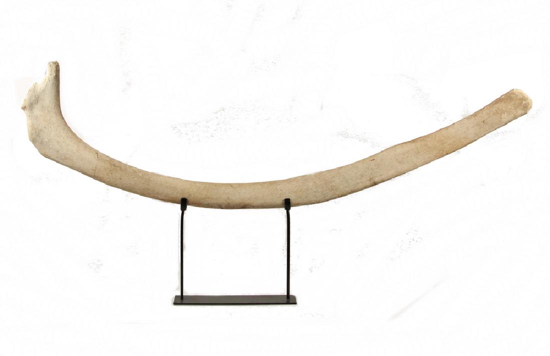 WHALE RIB BONE