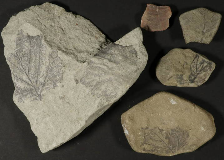 Fossils From Tunanak, Nelson Island, Alaska
