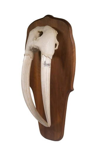 LARGE WALRUS SKULL MOUNT WITH TUSKS AND TEETH, SCRIMSHAWN, ON PLAQUE ...