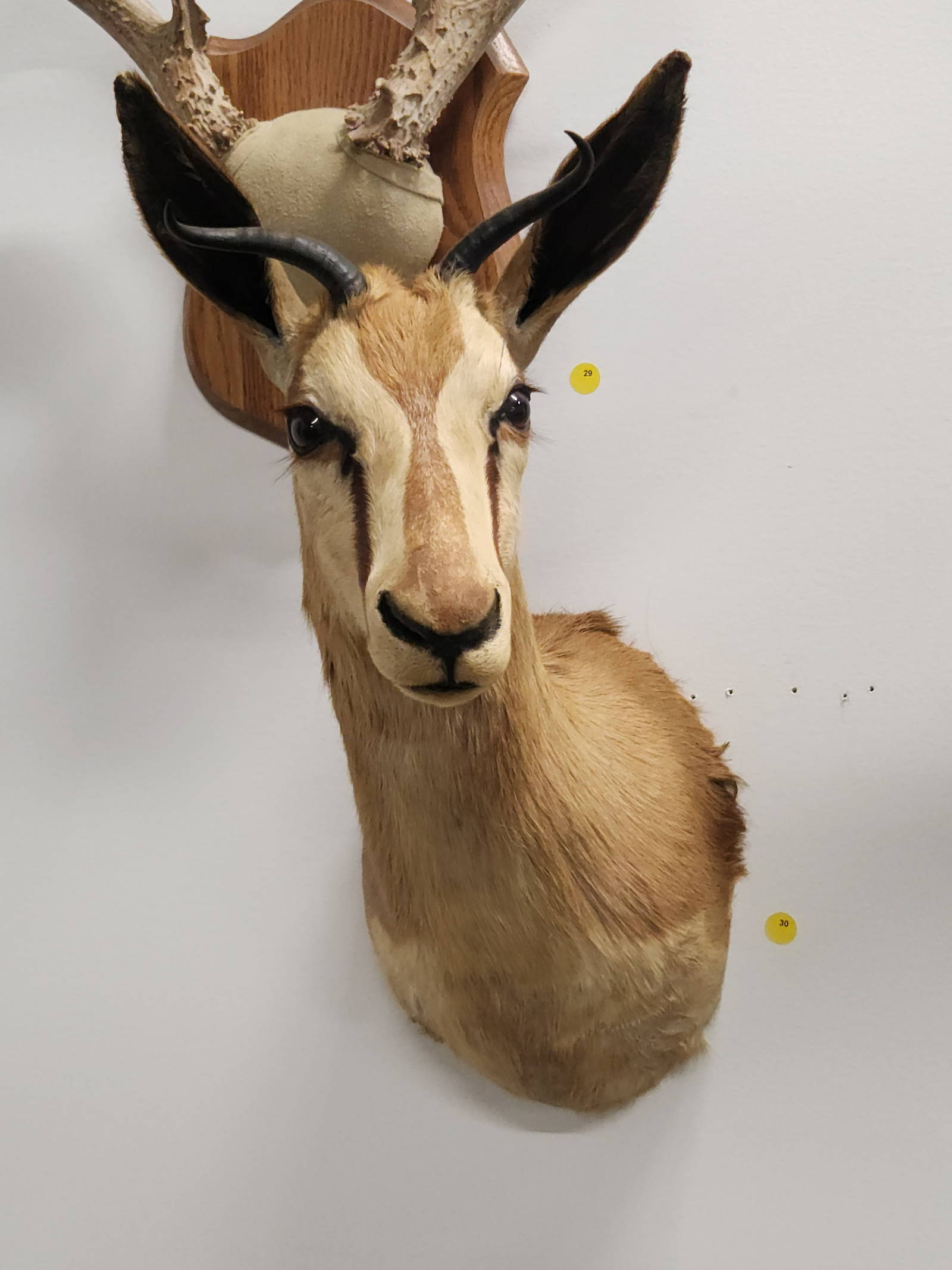Springbok Taxidermy Shoulder Mount Auction