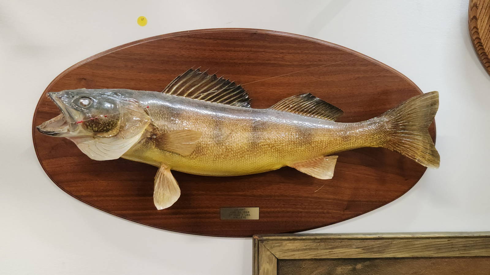 Walleye Full Body Mount On Wooden Plaque With Lure Auction