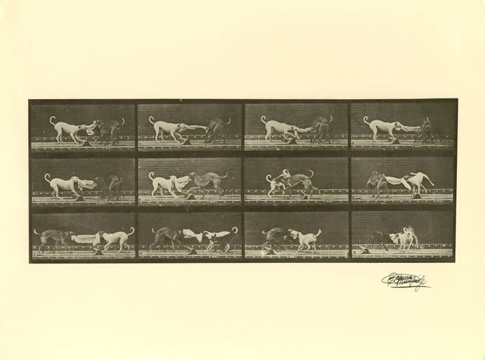 EADWEARD MUYBRIDGE [d'apres] - Dogs Fighting - Original (#2092) on Sep ...