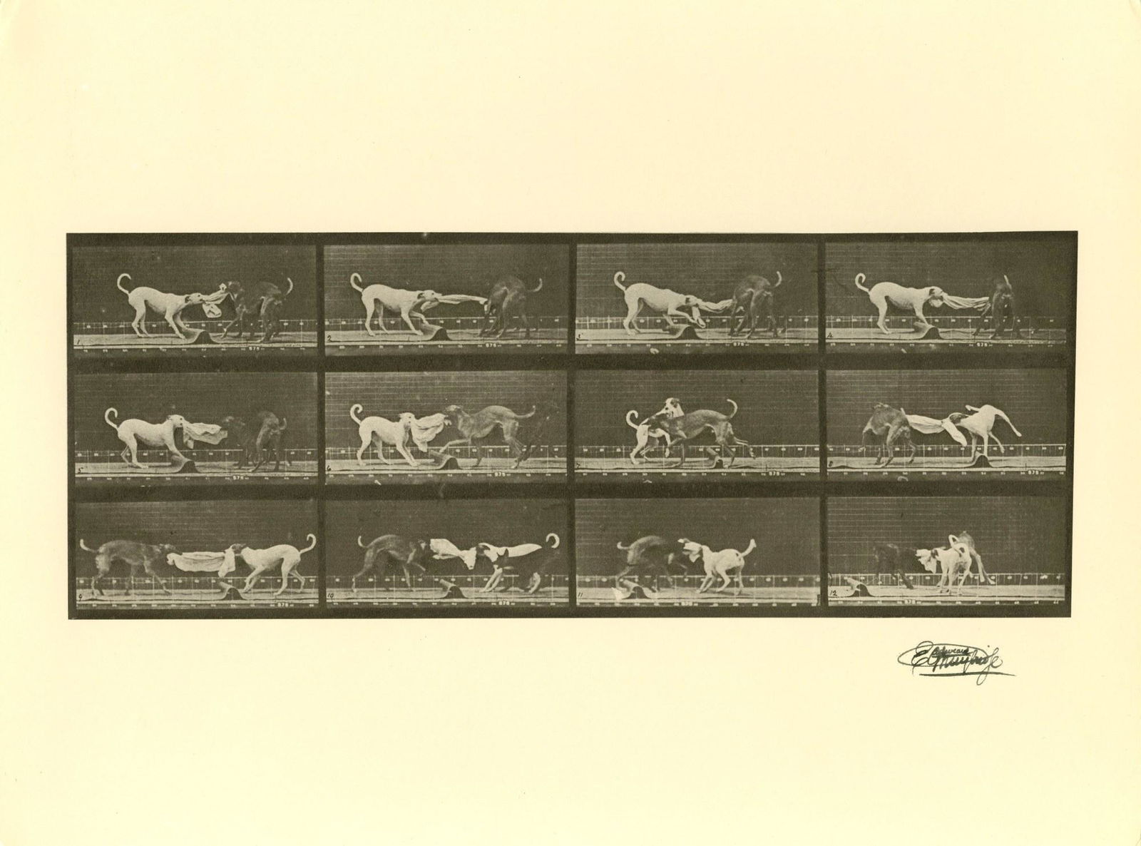 EADWEARD MUYBRIDGE [d'apres] - Dogs Fighting - Original (#2092) on Sep ...