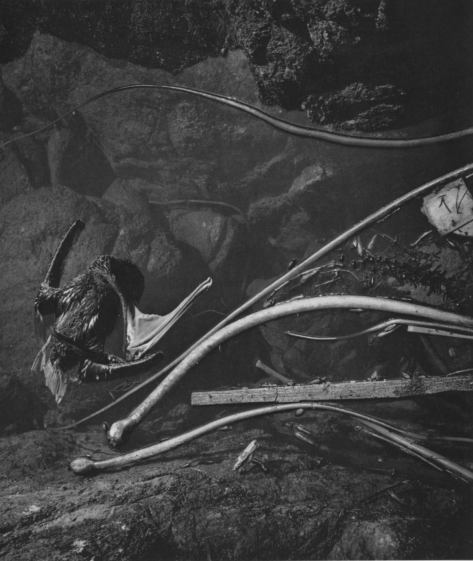 Edward Weston - Tide Pool, Point Lobos - Original Photogravure Auction