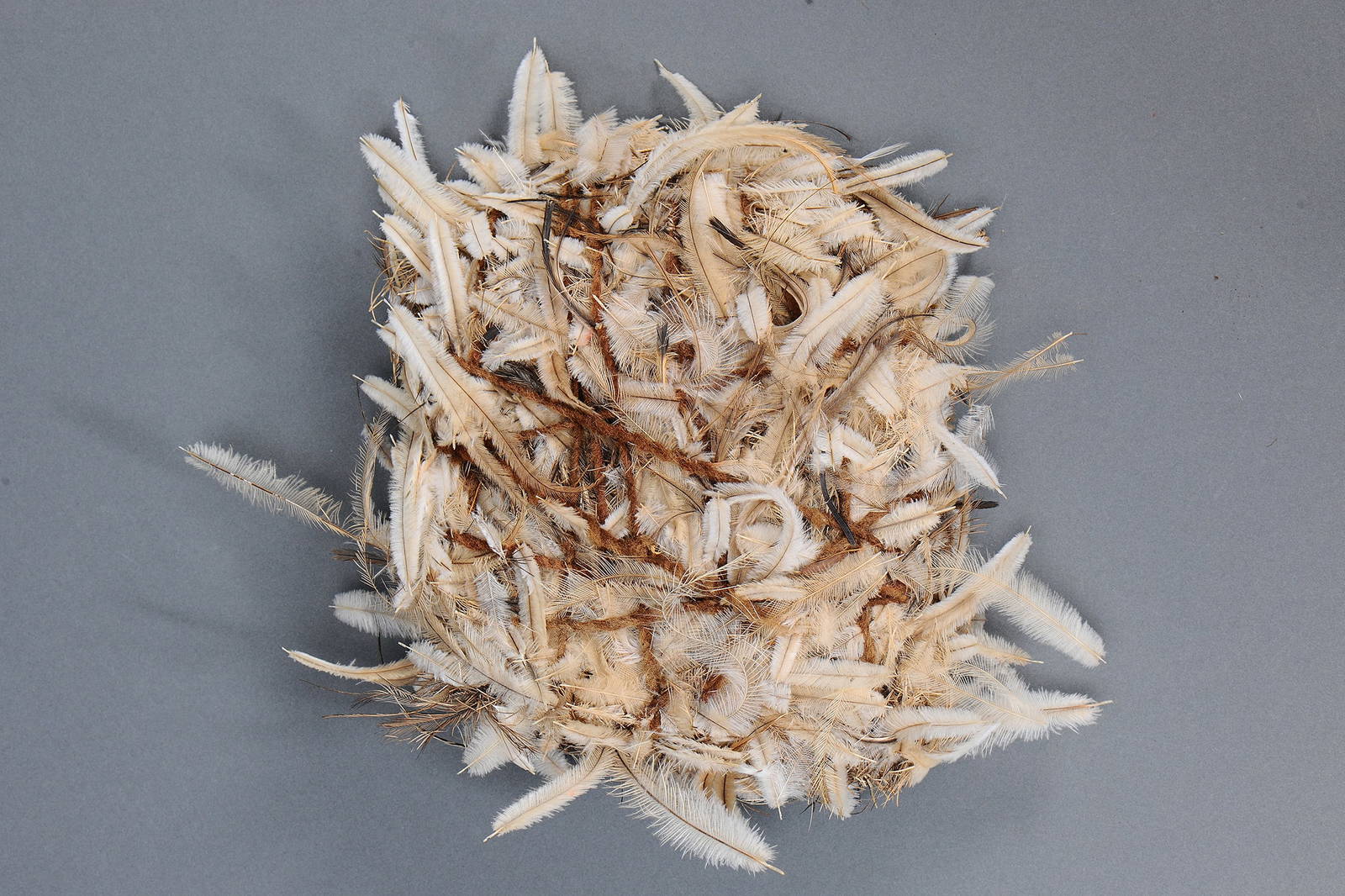 Rare Head Covering, Arunta Tribe, Central Desert, Northern Territory ...