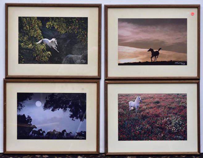 Robert Vavra Horse Photographs